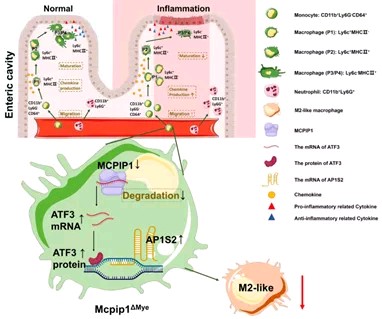 Gut (IF=32) | 同济大学刘占举团队揭示炎症性肠病的发病新机制！