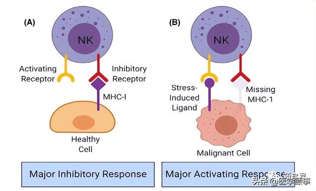 NK细胞生物学特征！-健康160