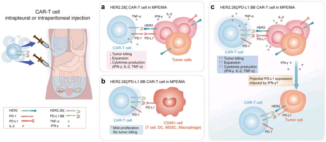 STTT | 四川大学王永生/李丹发现PD-L1靶向嵌合开关受体增强CAR-T细胞对胸膜和腹膜转移的疗效！-健康160