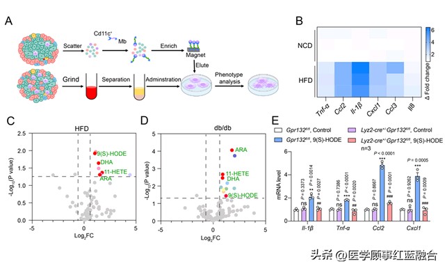 糖尿病治疗新靶点！揭示GPR132的关键作用！