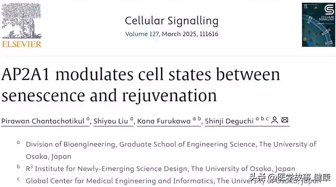 改写衰老规则！AP2A1蛋白：细胞逆龄的分子开关登顶《细胞信号》！