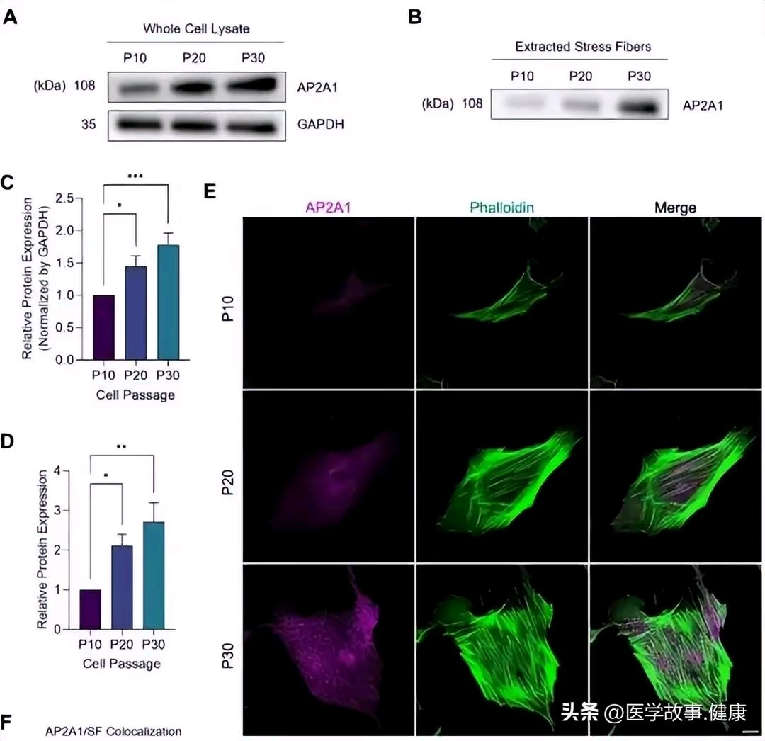 改写衰老规则！AP2A1蛋白：细胞逆龄的分子开关登顶《细胞信号》！-健康160