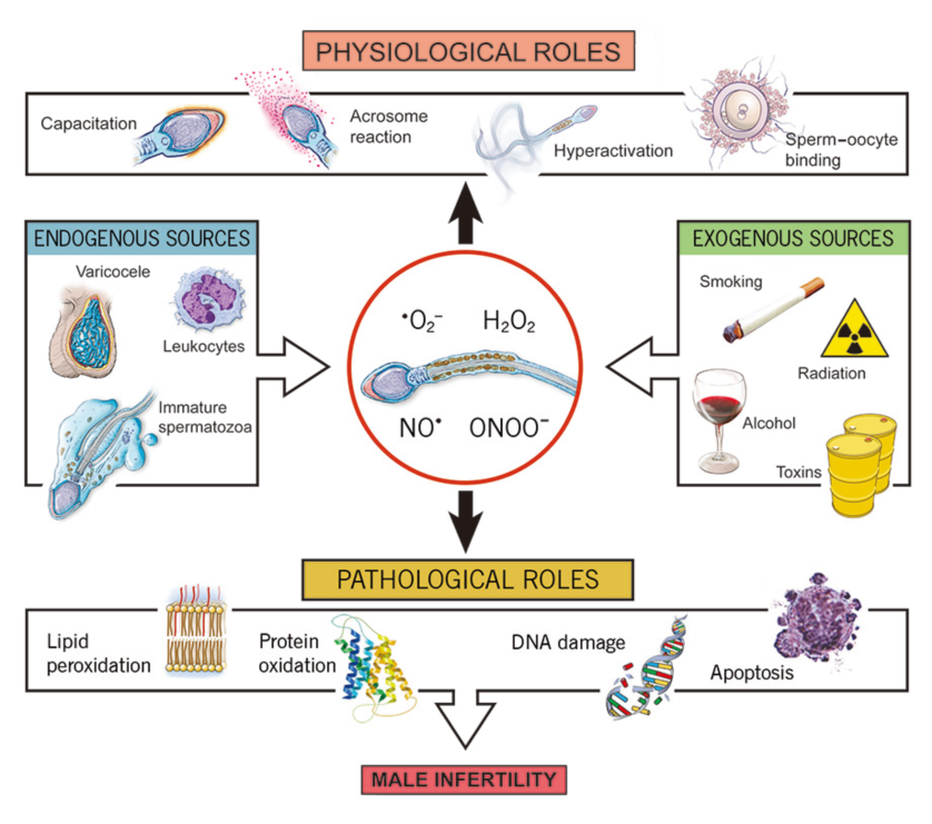 医学科普：带您了解精子活性氧