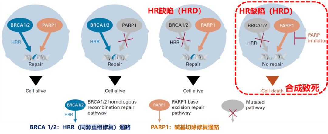 PARP抑制剂-奥拉帕利-健康160